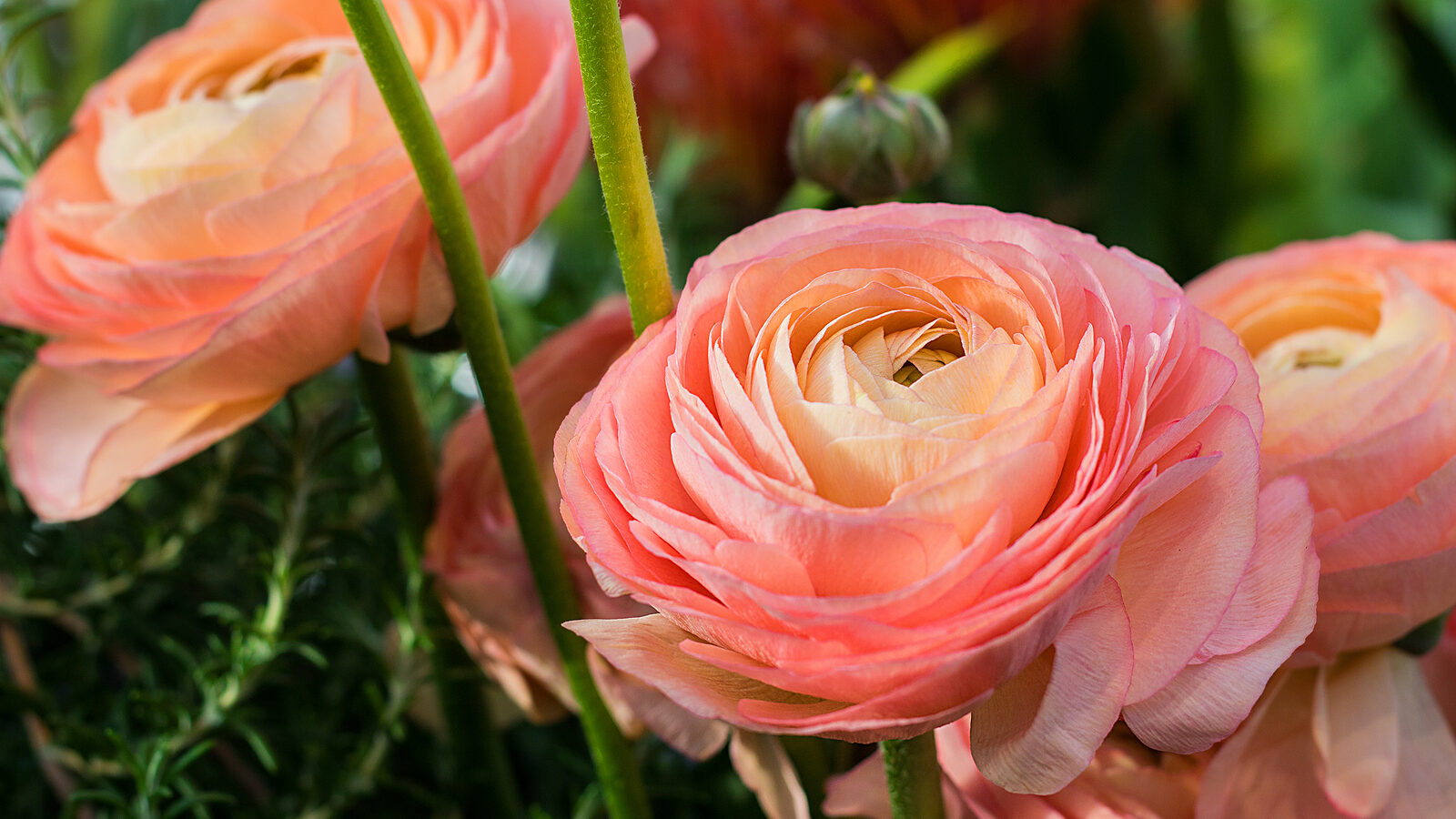 How to Grow Scilla - Squill