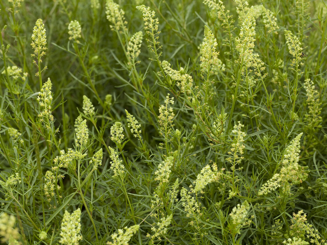 Spinach Growing Problems and Solutions - Harvest to Table