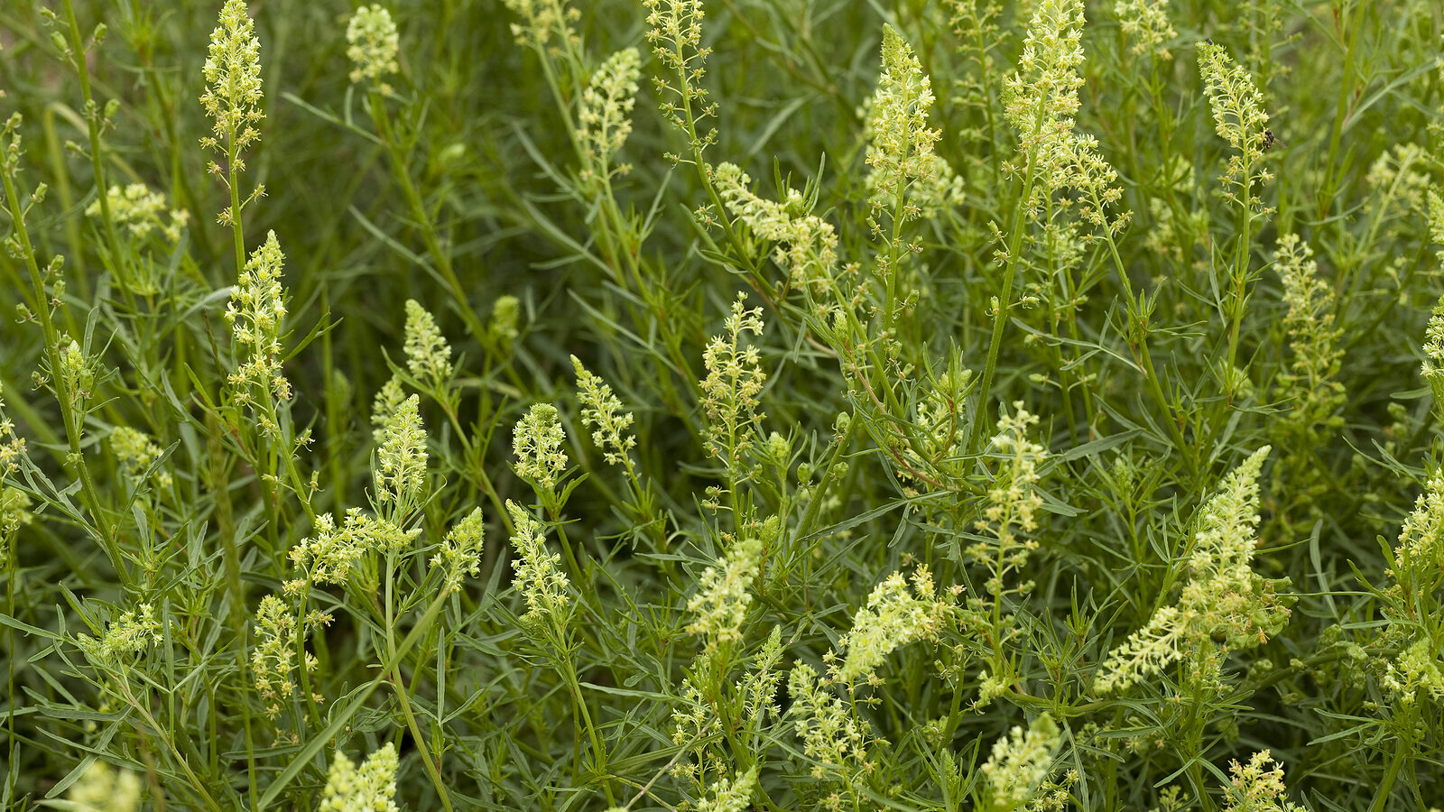 Easiest Annual and Perennial Flowers to Start from Seed