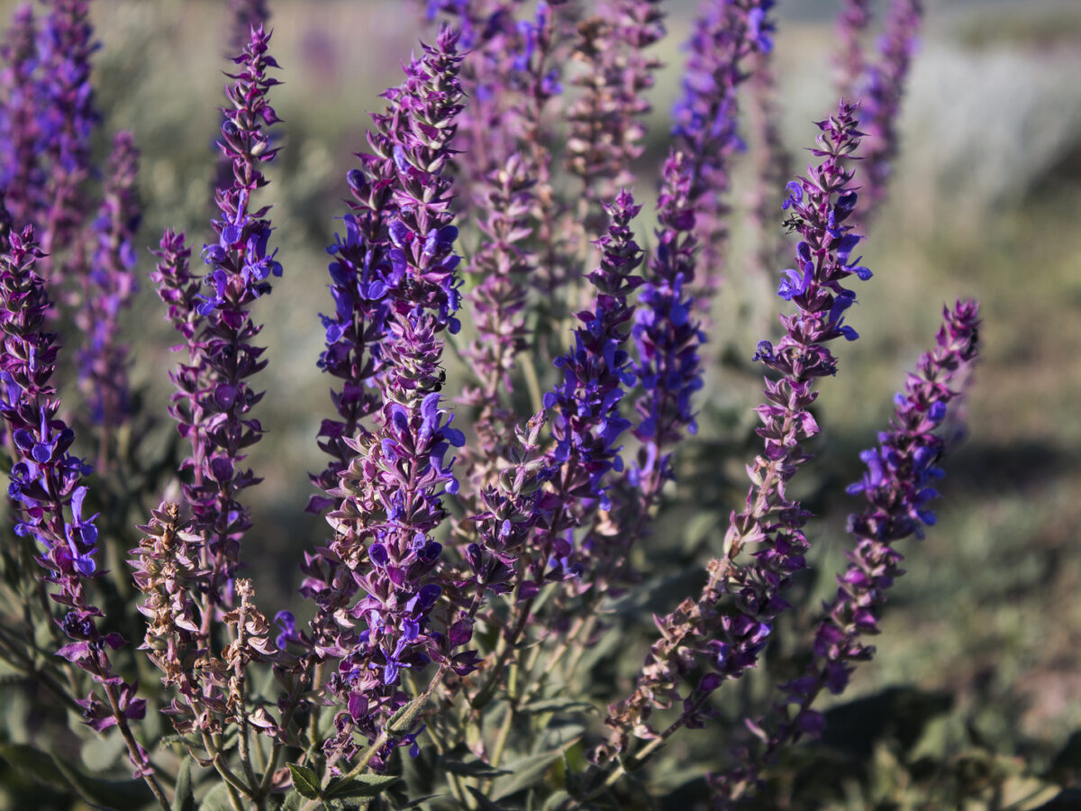 How to Grow and Care for Coreopsis