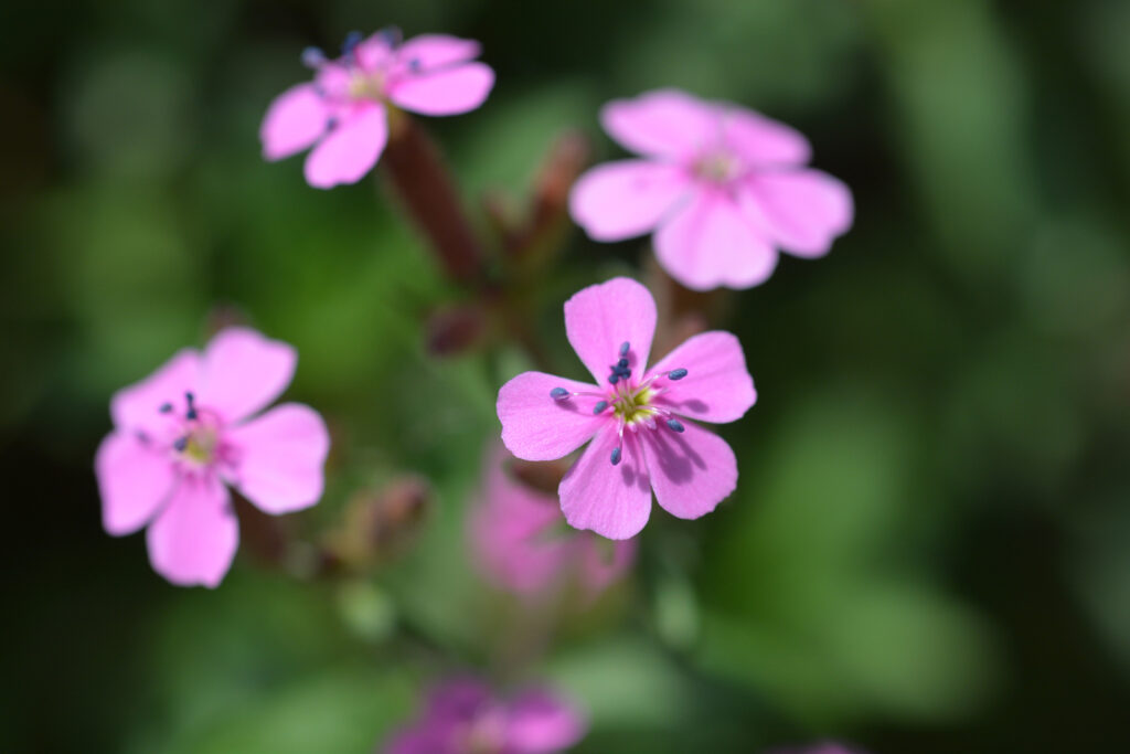 How to Grow a Salad Garden in 10 Steps -- Harvest to Table