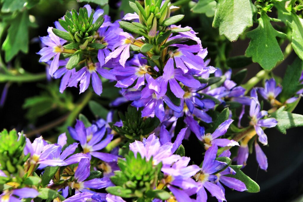 How to Grow Scaevola - Fan Flower