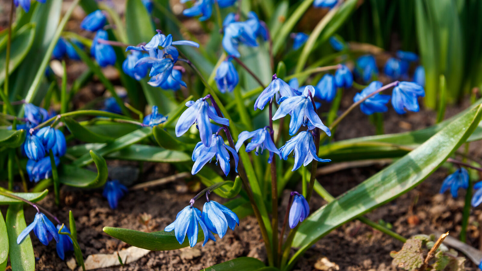 How to Grow Tigridia - Tiger Flower