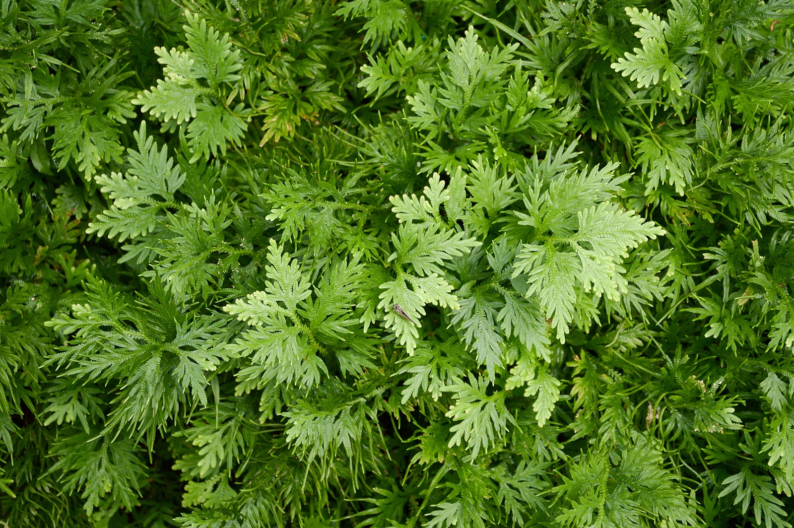 How to Grow Selaginella - Club Moss