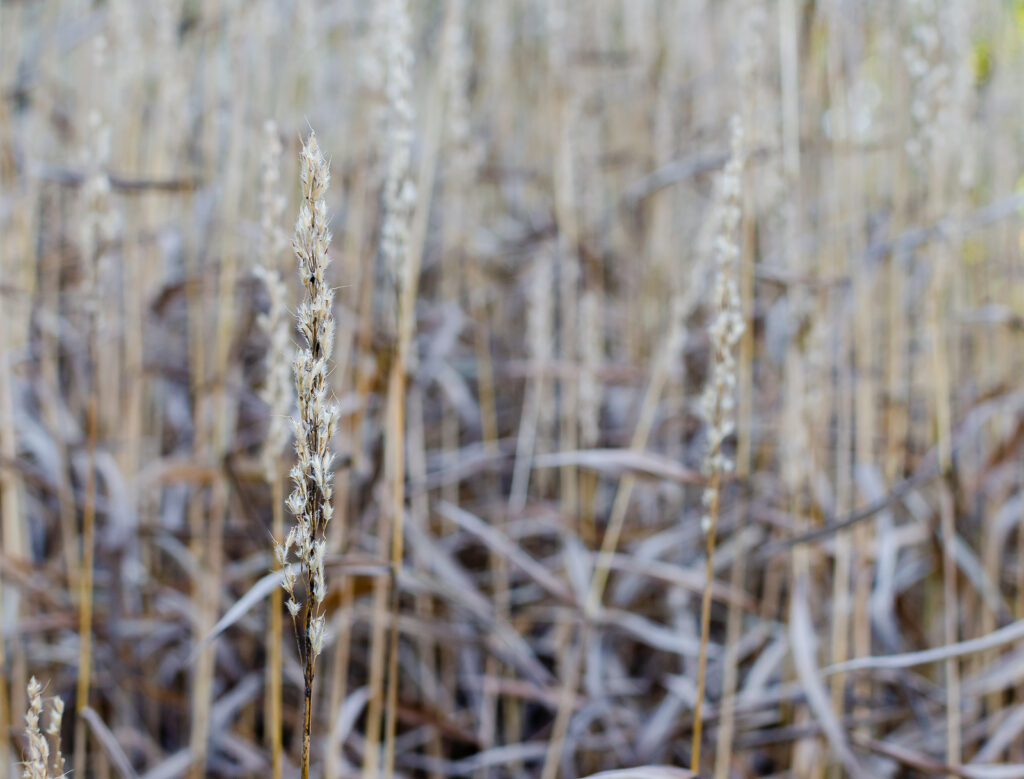 How to Grow Imperata - Japanese Blood Grass