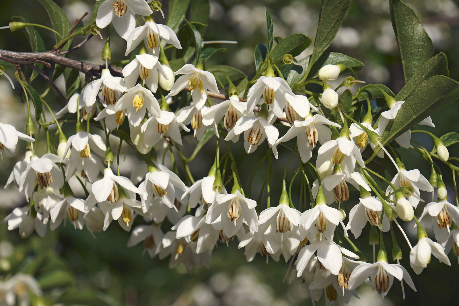 How to Grow Styrax - Snowbell