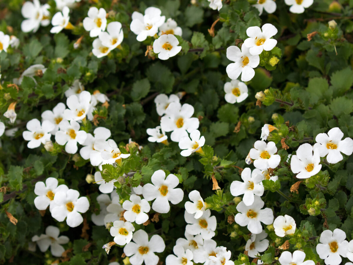 Growing and Harvesting Broccoli Raab: A Practical Guide