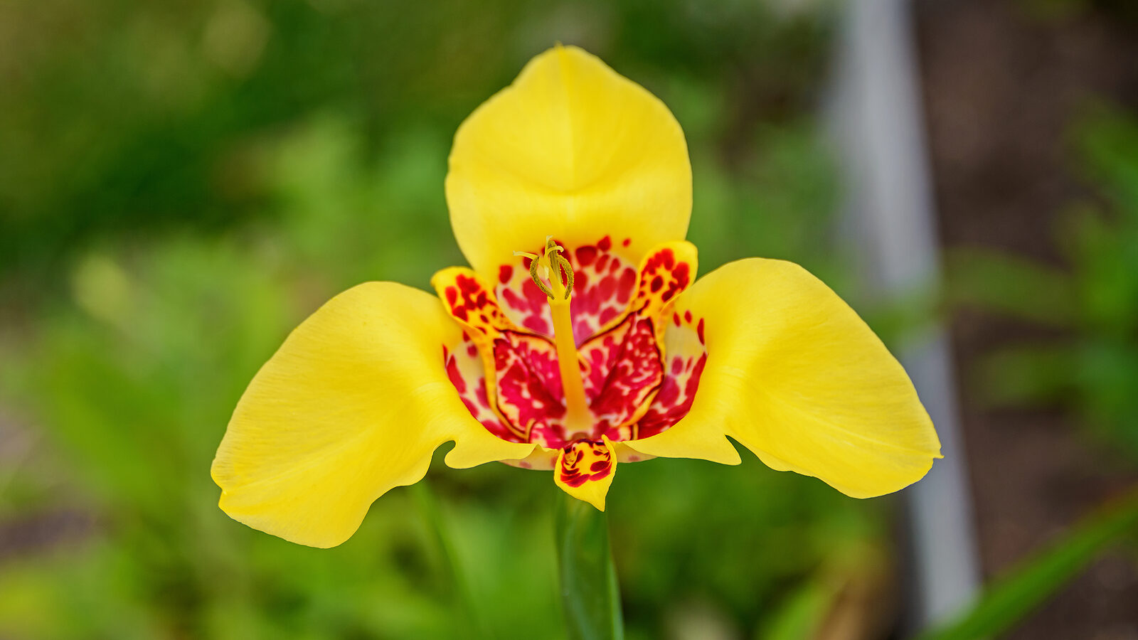 How to Grow Sparaxis