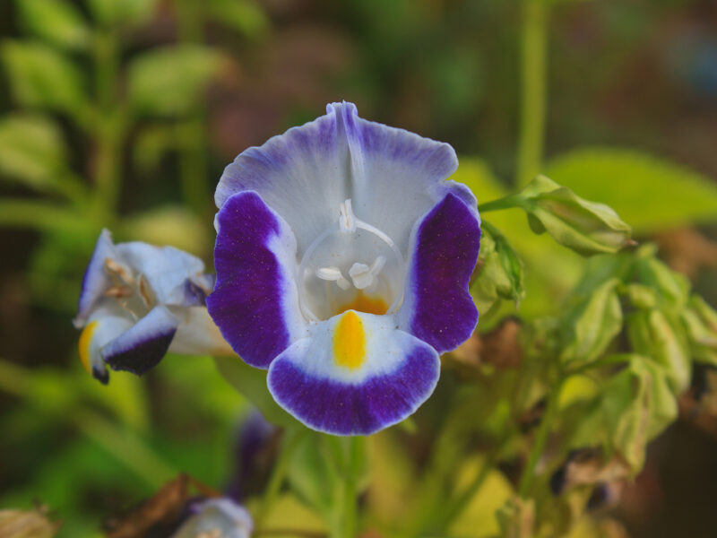 How to Grow and Care for Gardenias