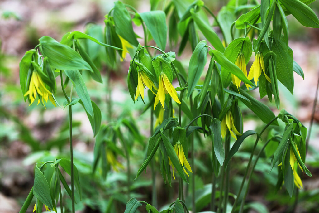 How to Grow Euryops