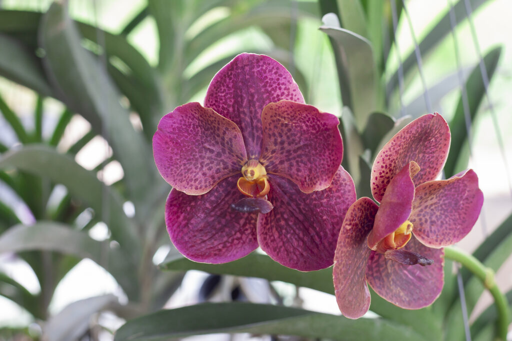 How to Grow Vanda