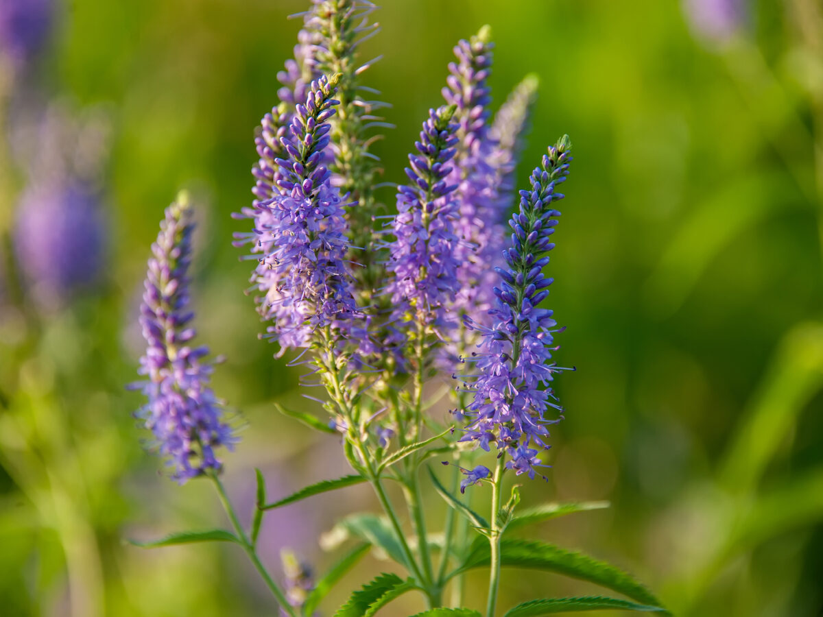 How to Grow Crambe - Colewort