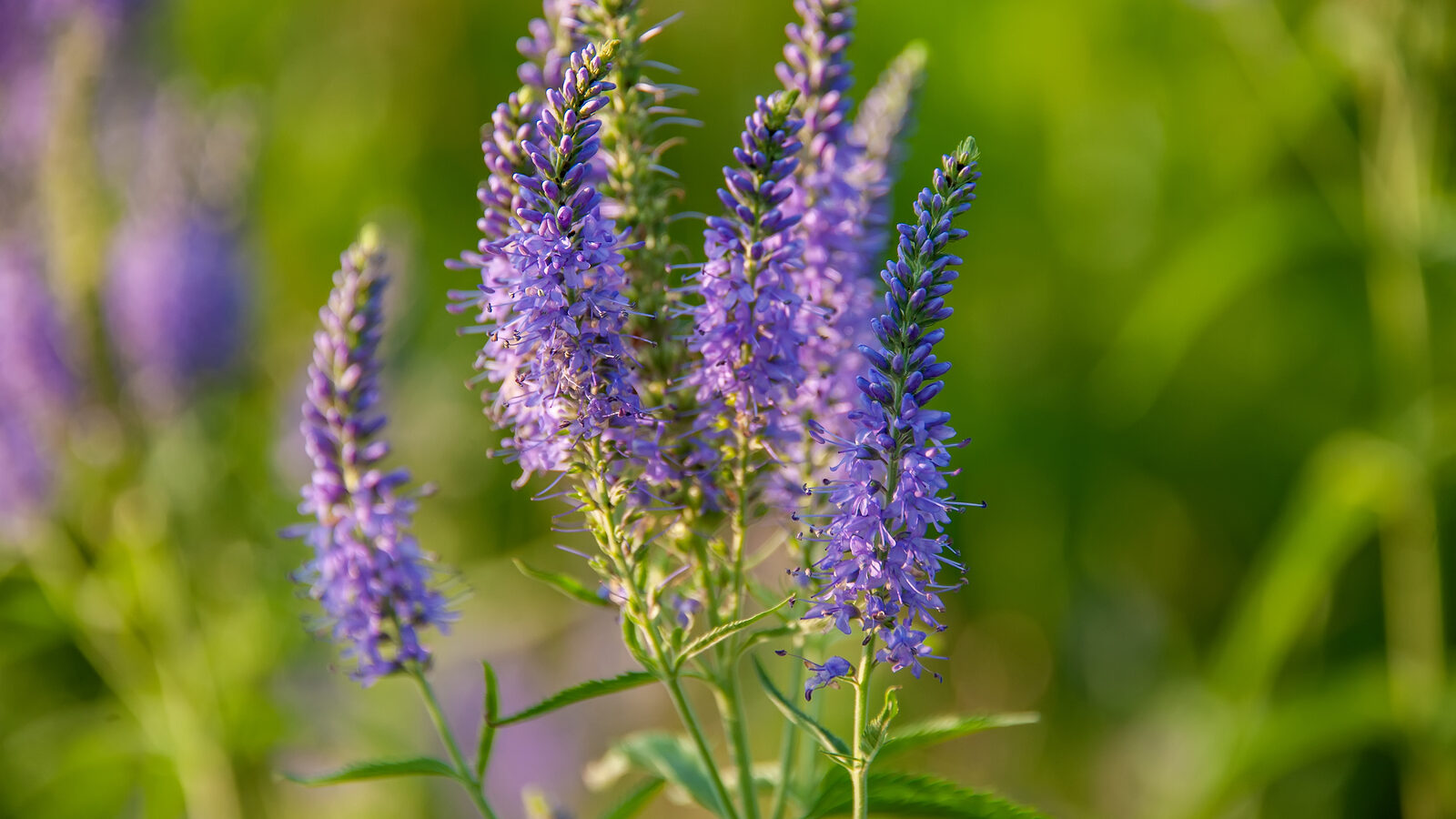 How to Grow Texas Bluebonnet - Lupinus