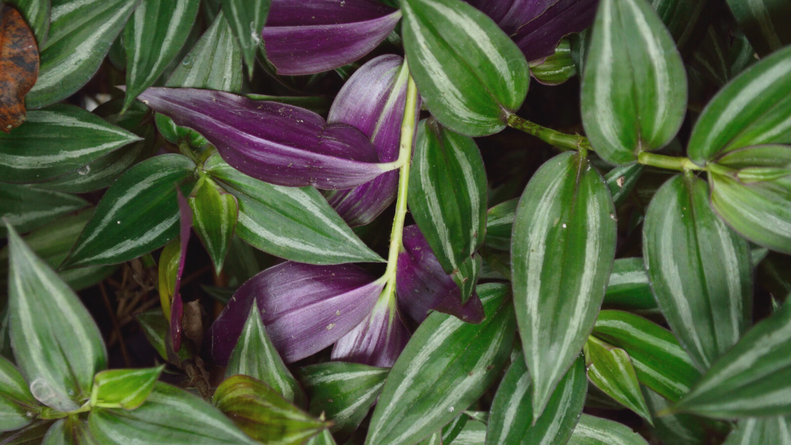 How to Grow Fittonia - Nerve Plant