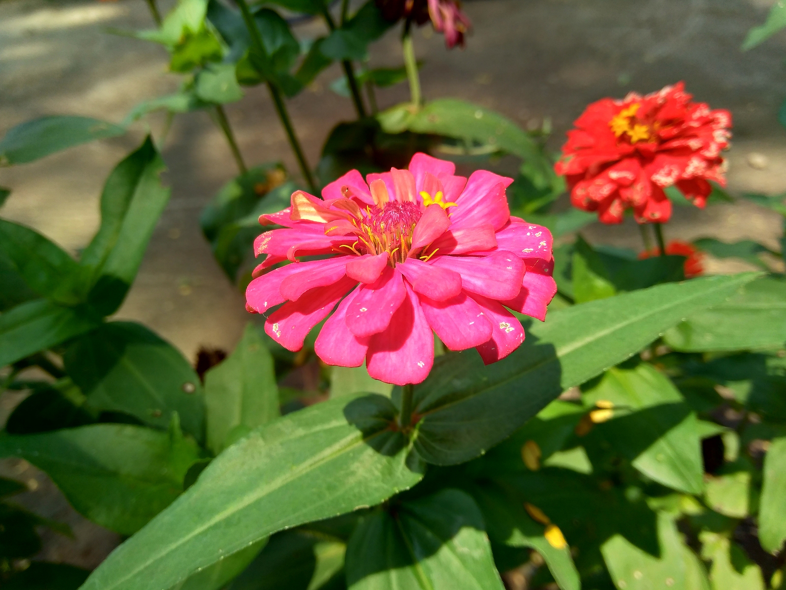 Cauliflower Seed Starting Tips -- Harvest to Table Cauliflower Seed Starting Tips -- Harvest to Table