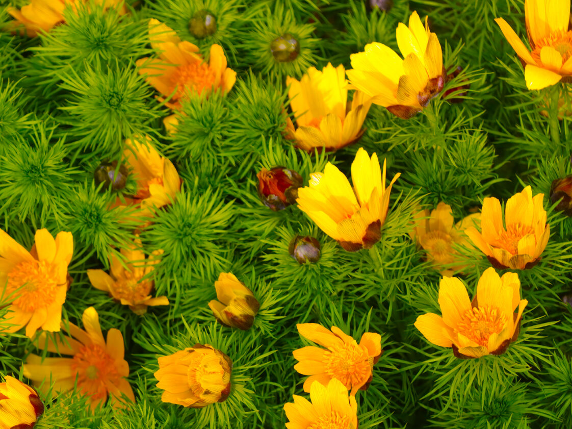 How to Plant and Grow Sweet Corn - Harvest to Table