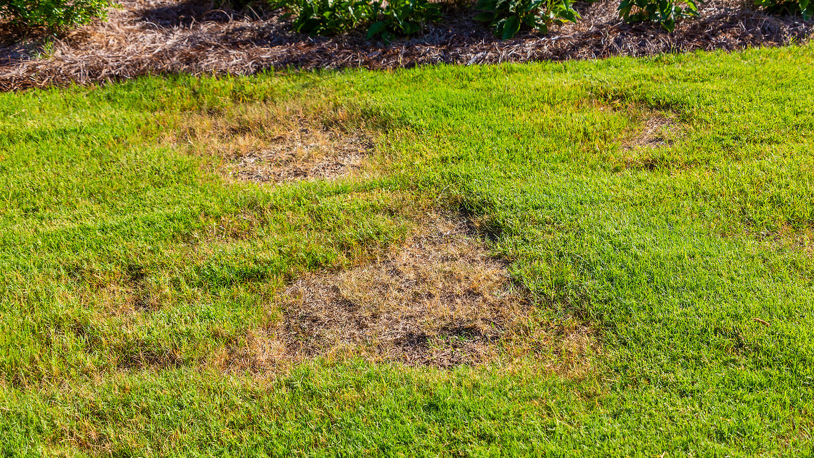 Lawn Grass Basics: Which Grass for Your Lawn