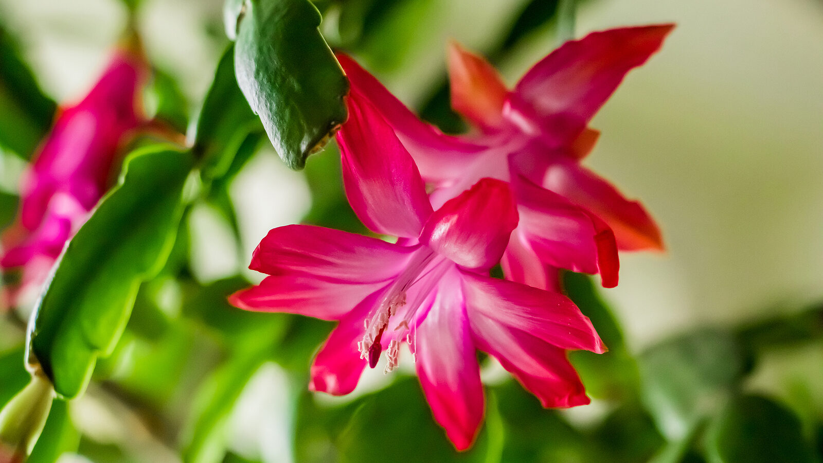 How to Grow Christmas Cactus - Schlumbergera