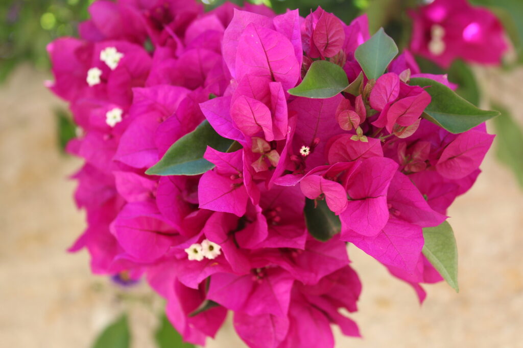 How to Grow Cytisus — Broom - Harvest to Table