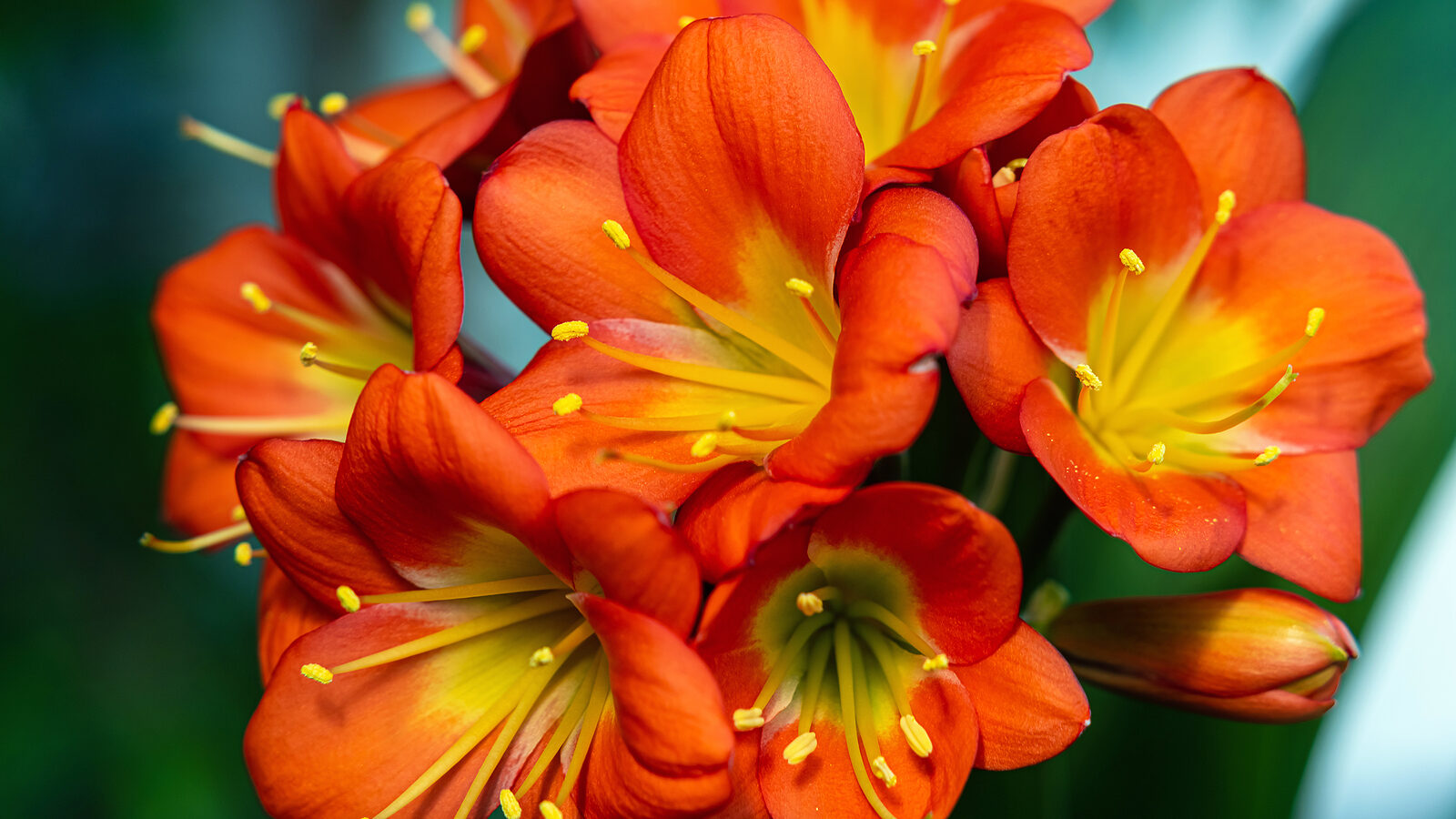 How to Grow Bird-Catcher Tree - Pisonia - Harvest to Table