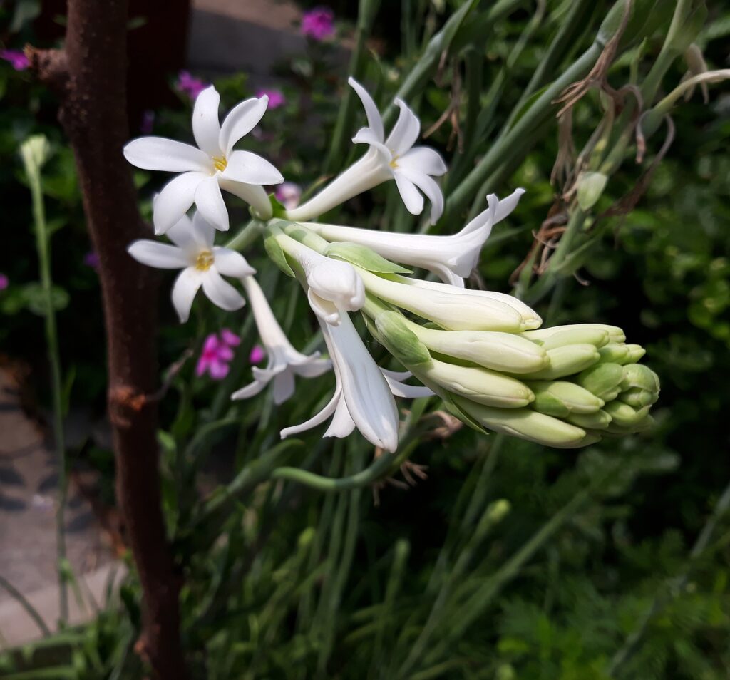How to Grow Polianthes- Tuberose