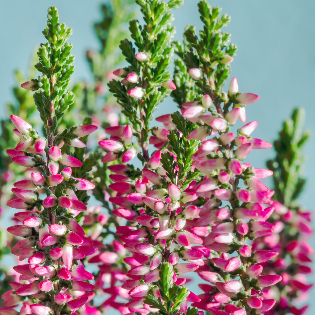 How to Grow Calluna - Scotch Heather