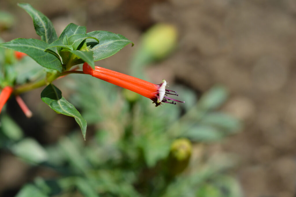 How to Grow Cuphea ignea - Cigar Plant