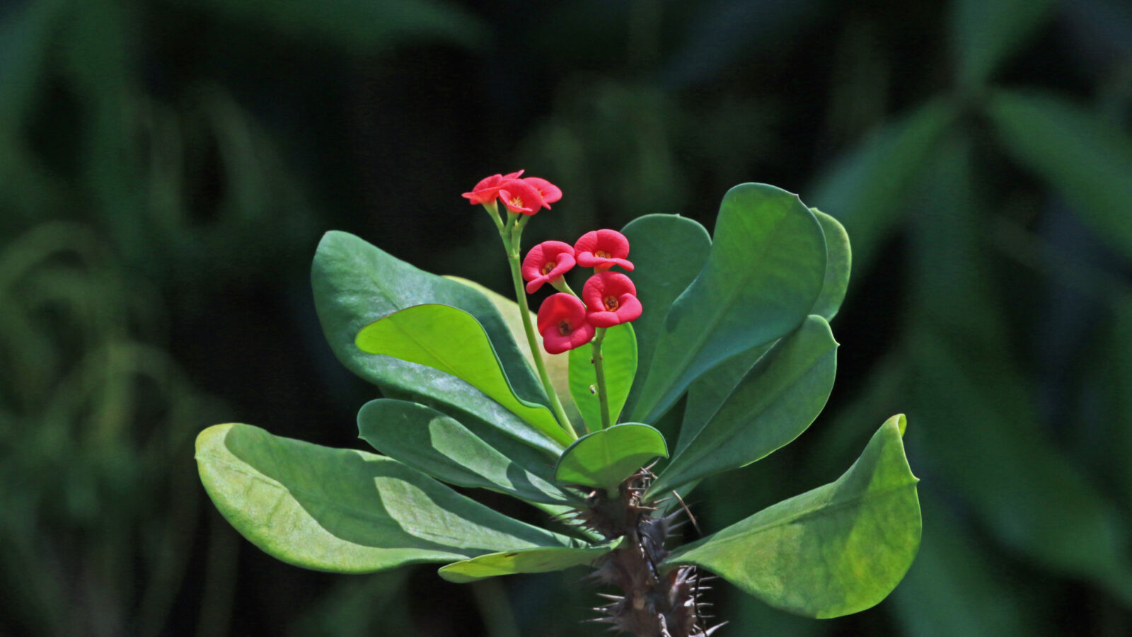 How to Grow Bird-Catcher Tree - Pisonia - Harvest to Table