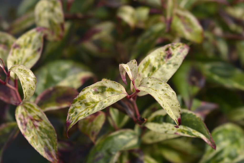 How to Grow Leucothoe - Drooping Leucothoe