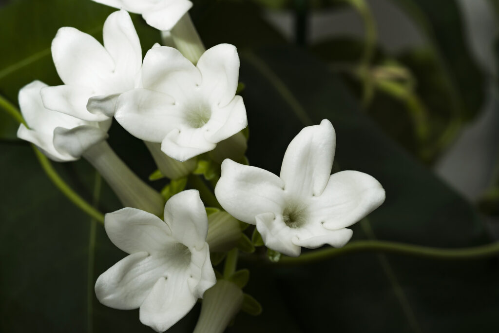 How to Grow Stephanotis