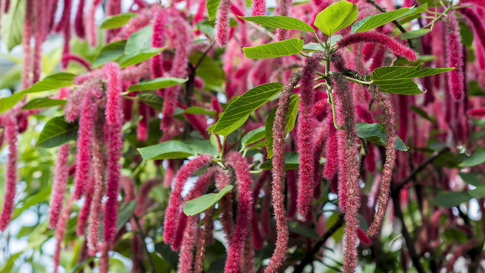 How to Grow Bird-Catcher Tree - Pisonia - Harvest to Table