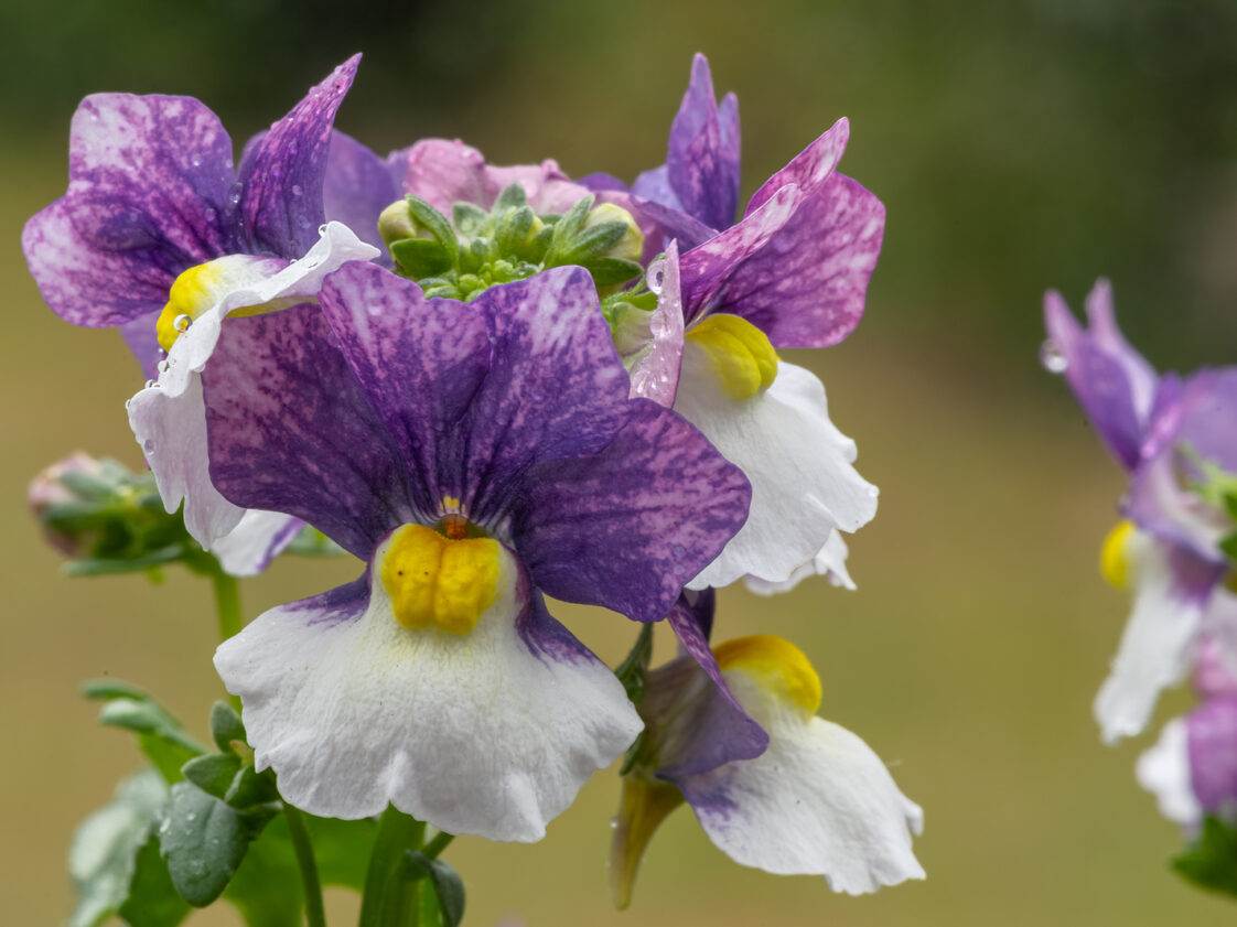How to Plant and Grow Rutabaga - Harvest to Table