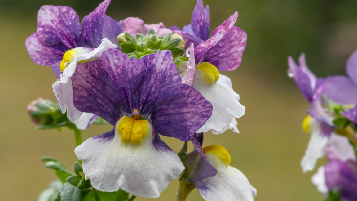 How to Browallia - Amethyst Flower
