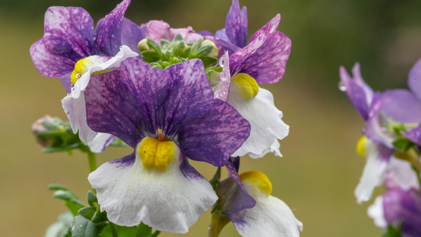 Torenia: Wishbone Flower Care and Cultivation Tips