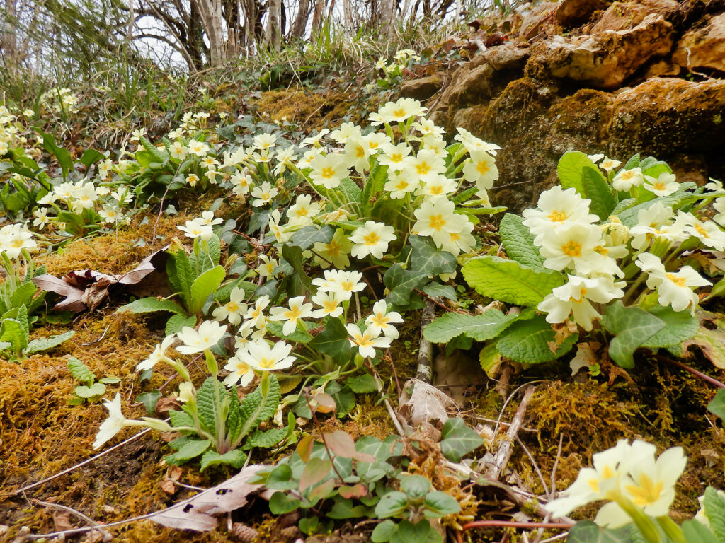 How to Grow Flowering Cabbage - Brassica oleracea
