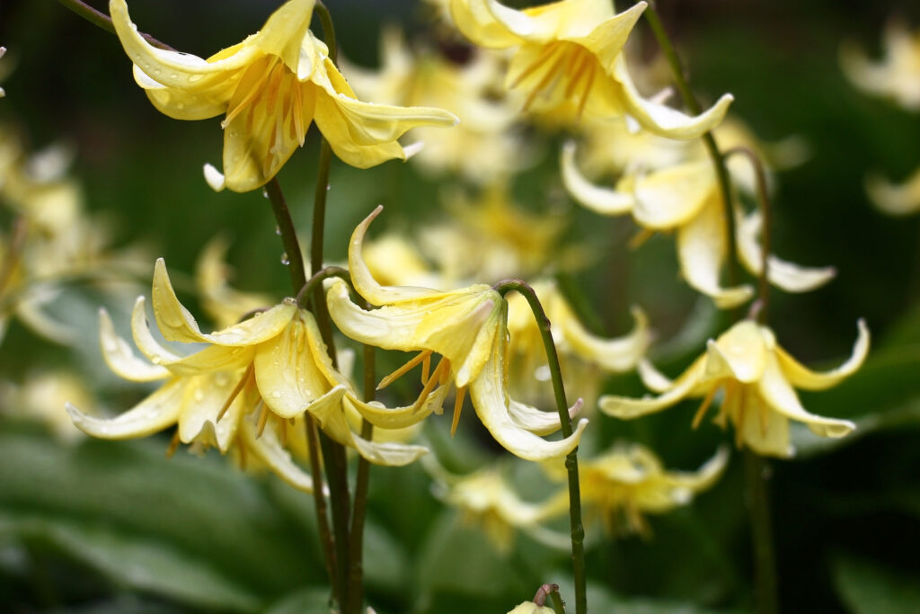 How to Grow Tigridia - Tiger Flower