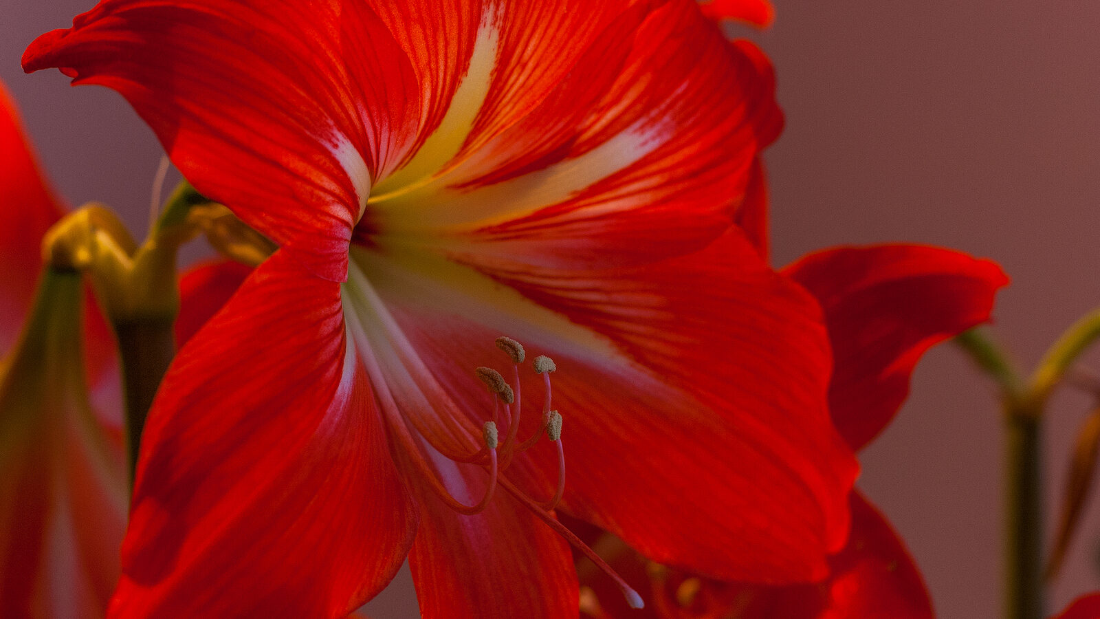 How to Grow Bird-Catcher Tree - Pisonia - Harvest to Table