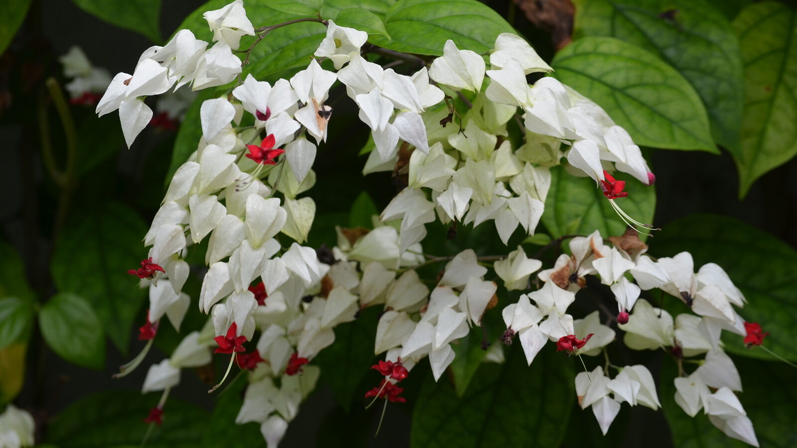 How to Grow Allamanda