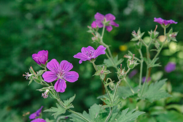 How to Plant, Grow, and Harvest Scented Geraniums