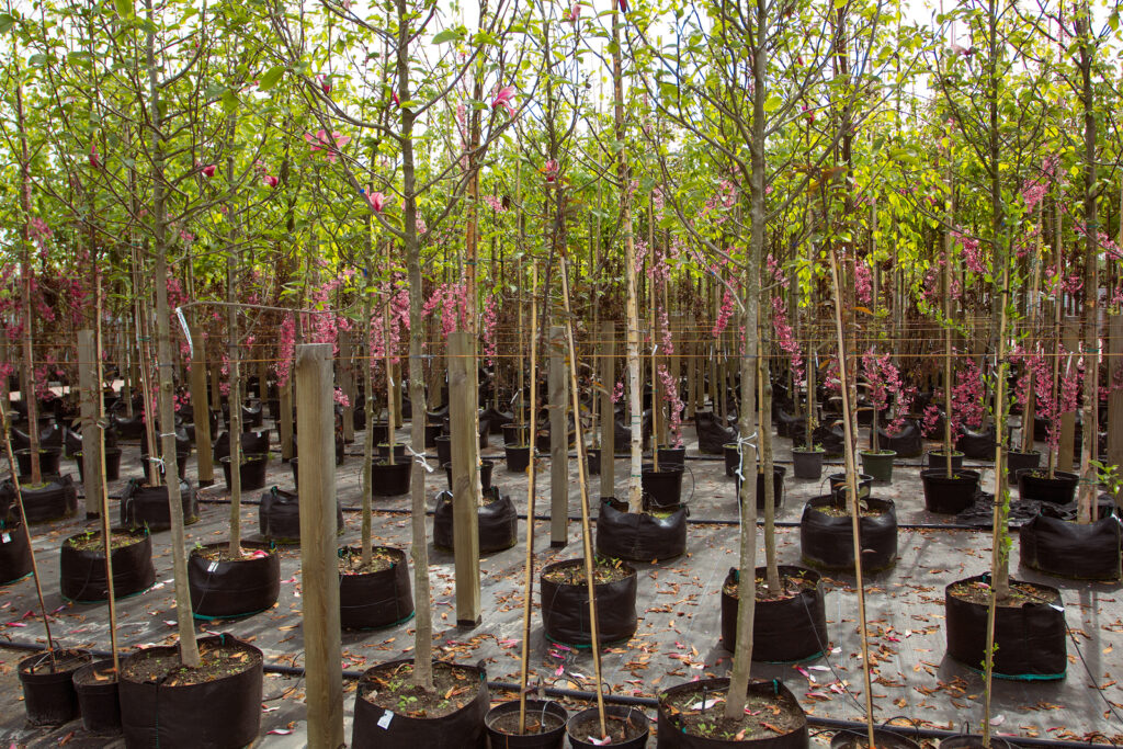 How to Grow Laburnum - Golden Chain Tree - Harvest to Table