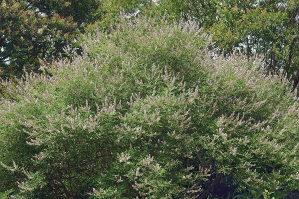 How to Grow Chaste Tree - Vitex - Harvest to Table