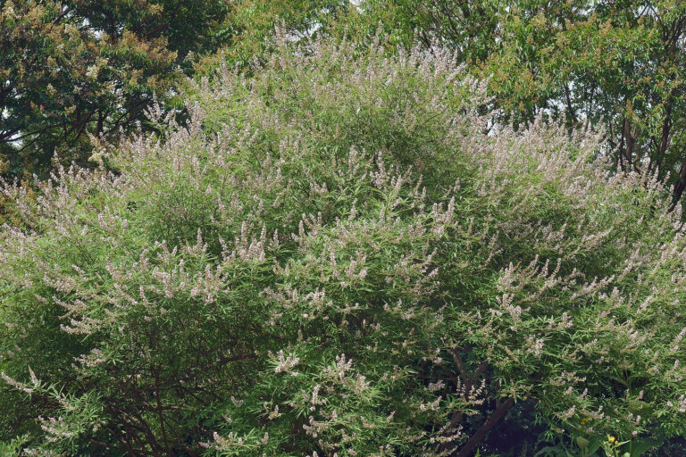 How to Grow Chaste Tree - Vitex - Harvest to Table