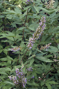 How to Grow Chaste Tree - Vitex - Harvest to Table