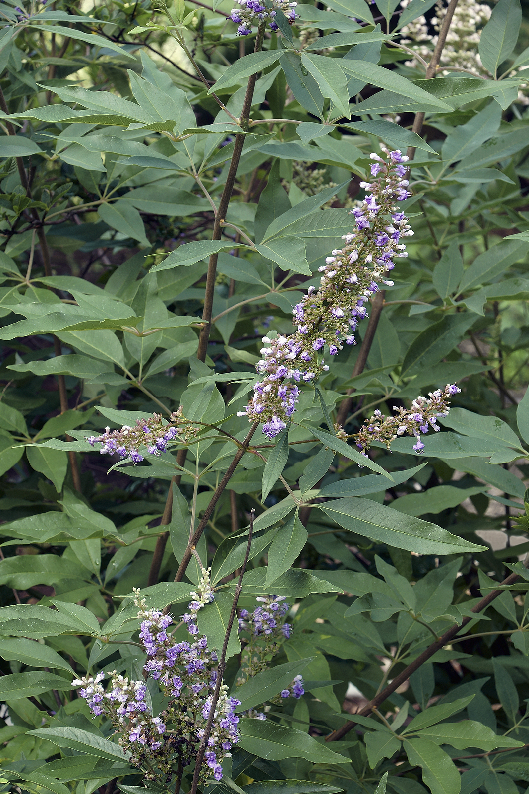 How to Grow Chaste Tree - Vitex - Harvest to Table