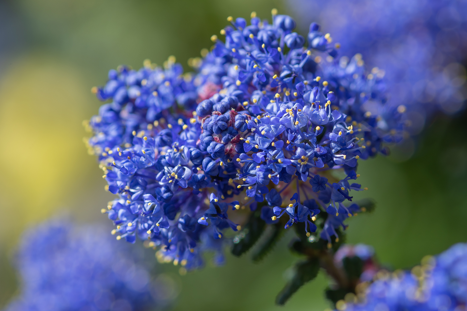 How to Grow California Lilac - Ceanothus