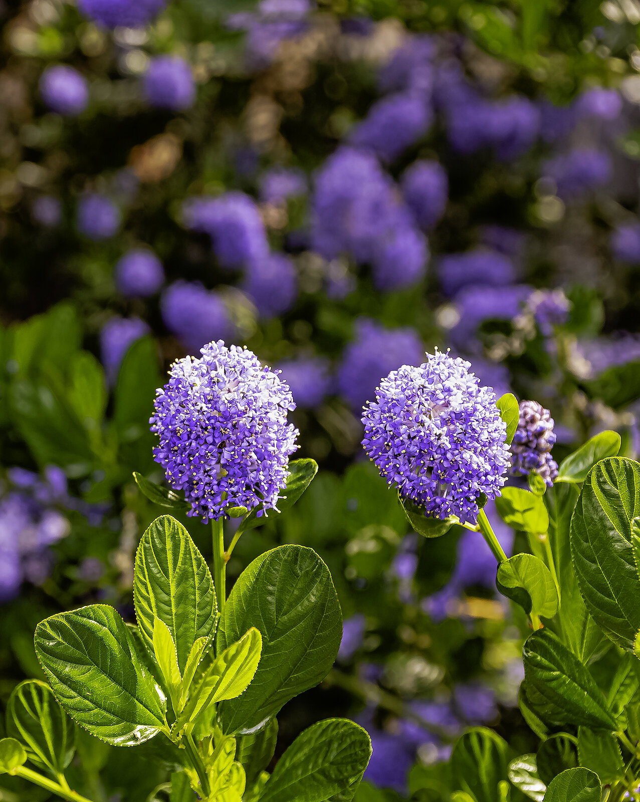 How to Grow California Lilac - Ceanothus