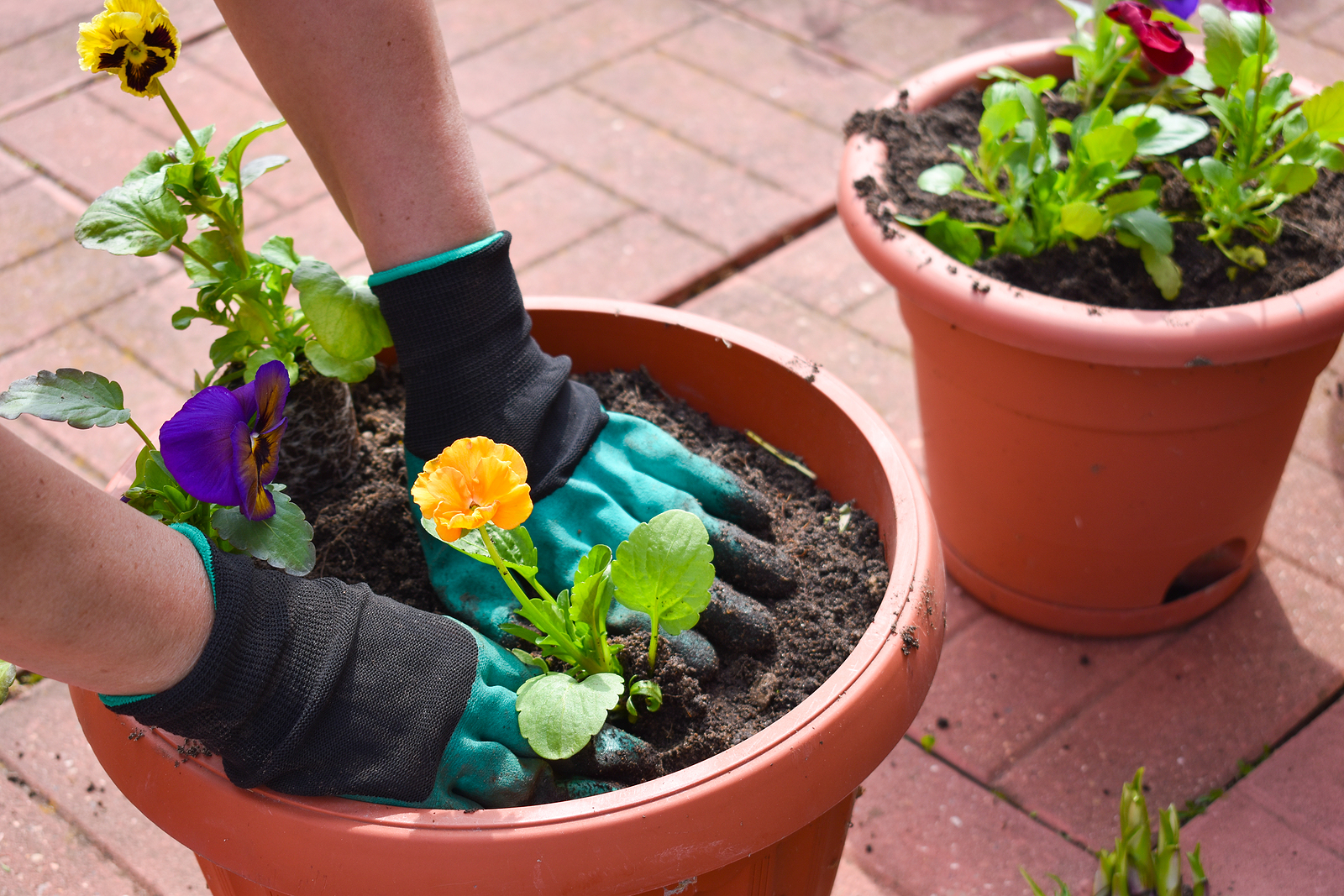 Planting Pot and Container Guide - Harvest to Table