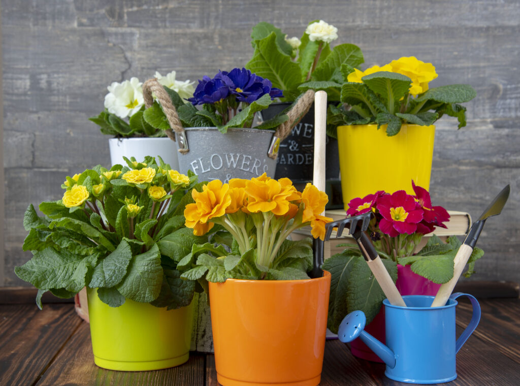 How to Grow Leeks in Containers or Pots