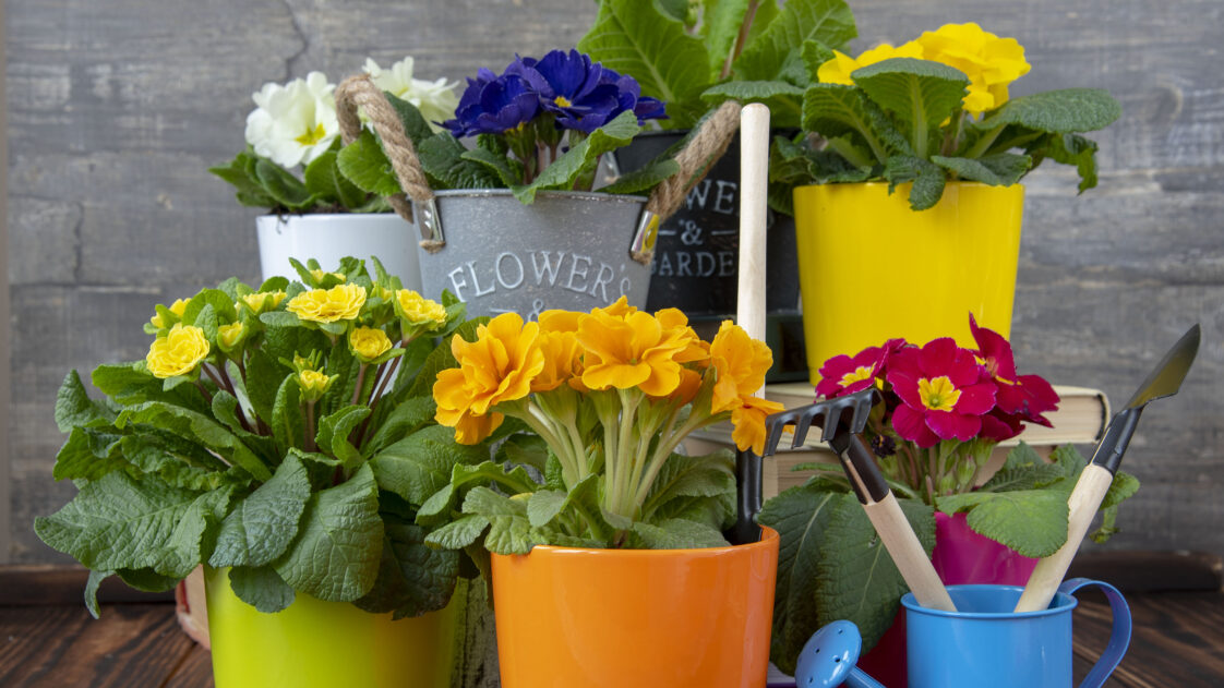 Grow Root Crops in Containers-7 Tips - Harvest to Table
