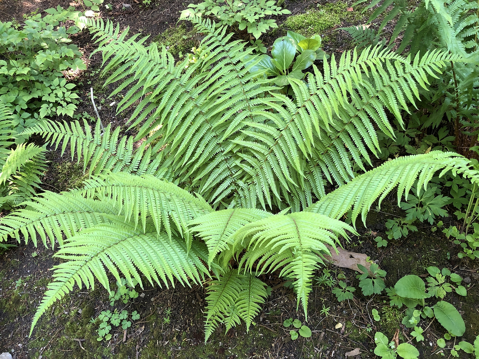 How to Grow Wood Fern - Dryopteris